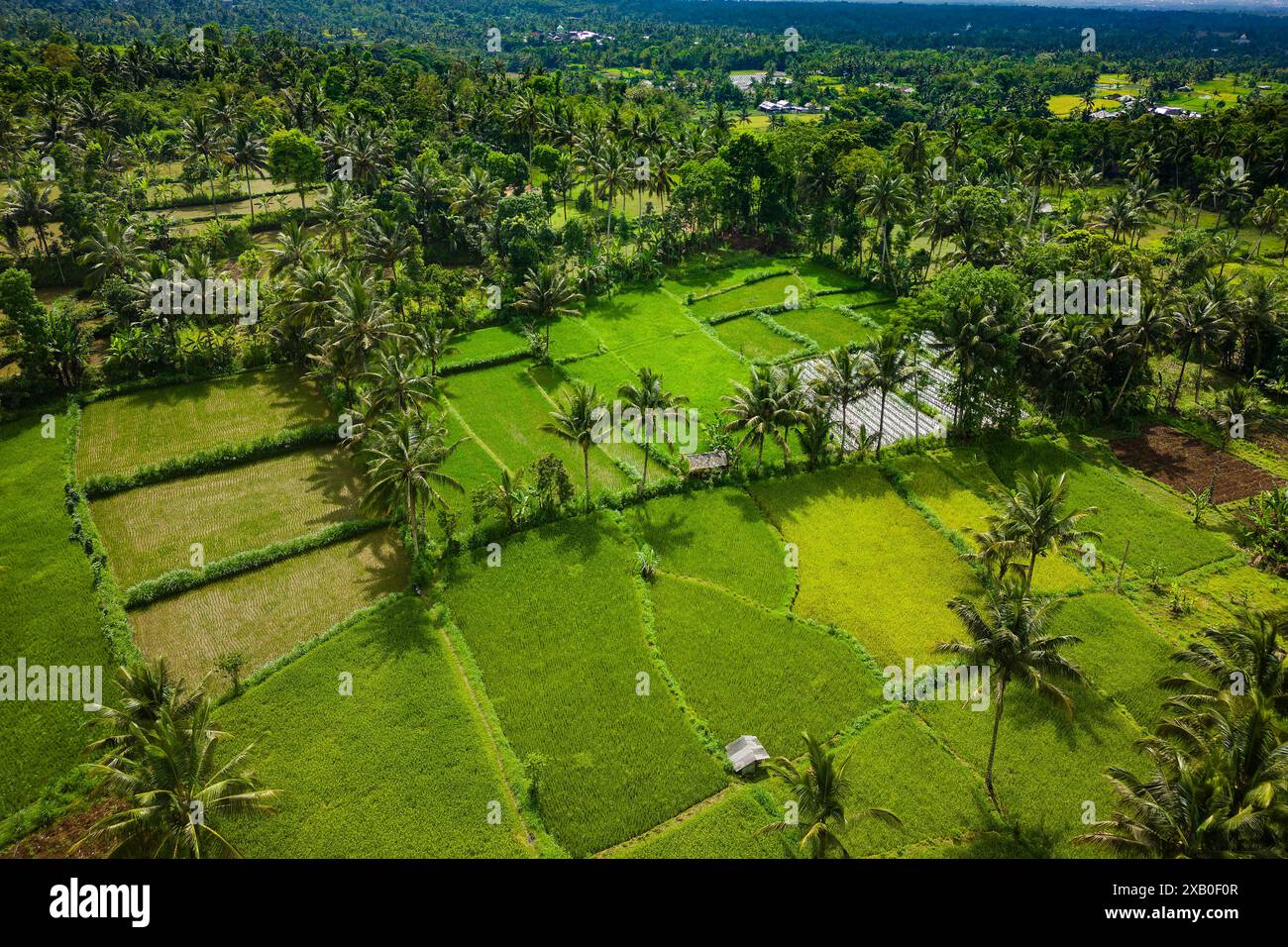 Aerial view of beautiful green rice terraces in Tetebatu, Lombok Stock ...