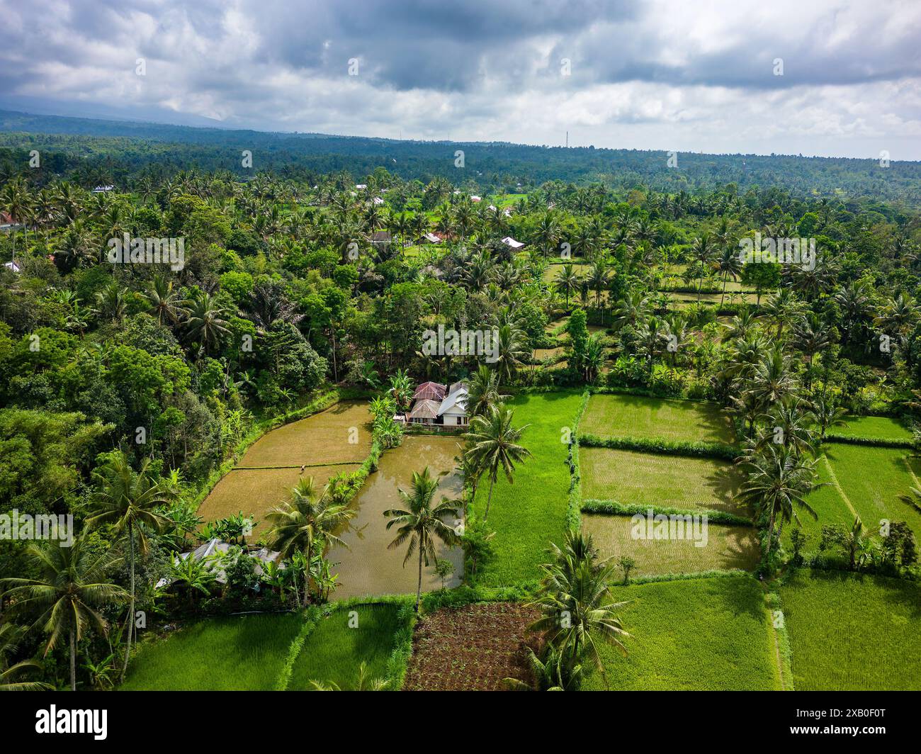 Aerial view of beautiful green rice terraces in Tetebatu, Lombok Stock ...