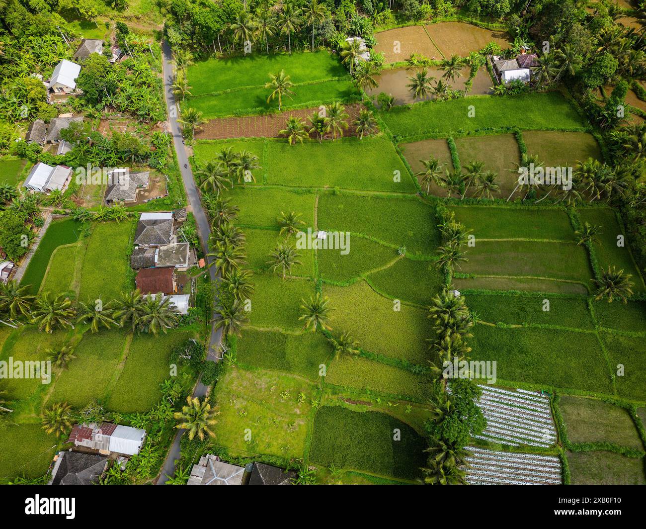 Aerial view of beautiful green rice terraces in Tetebatu, Lombok Stock ...
