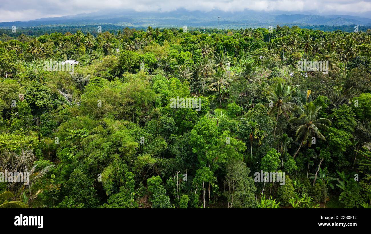 Aerial view of rice terraces on the flanks of Mount Rinjani Stock Photo ...