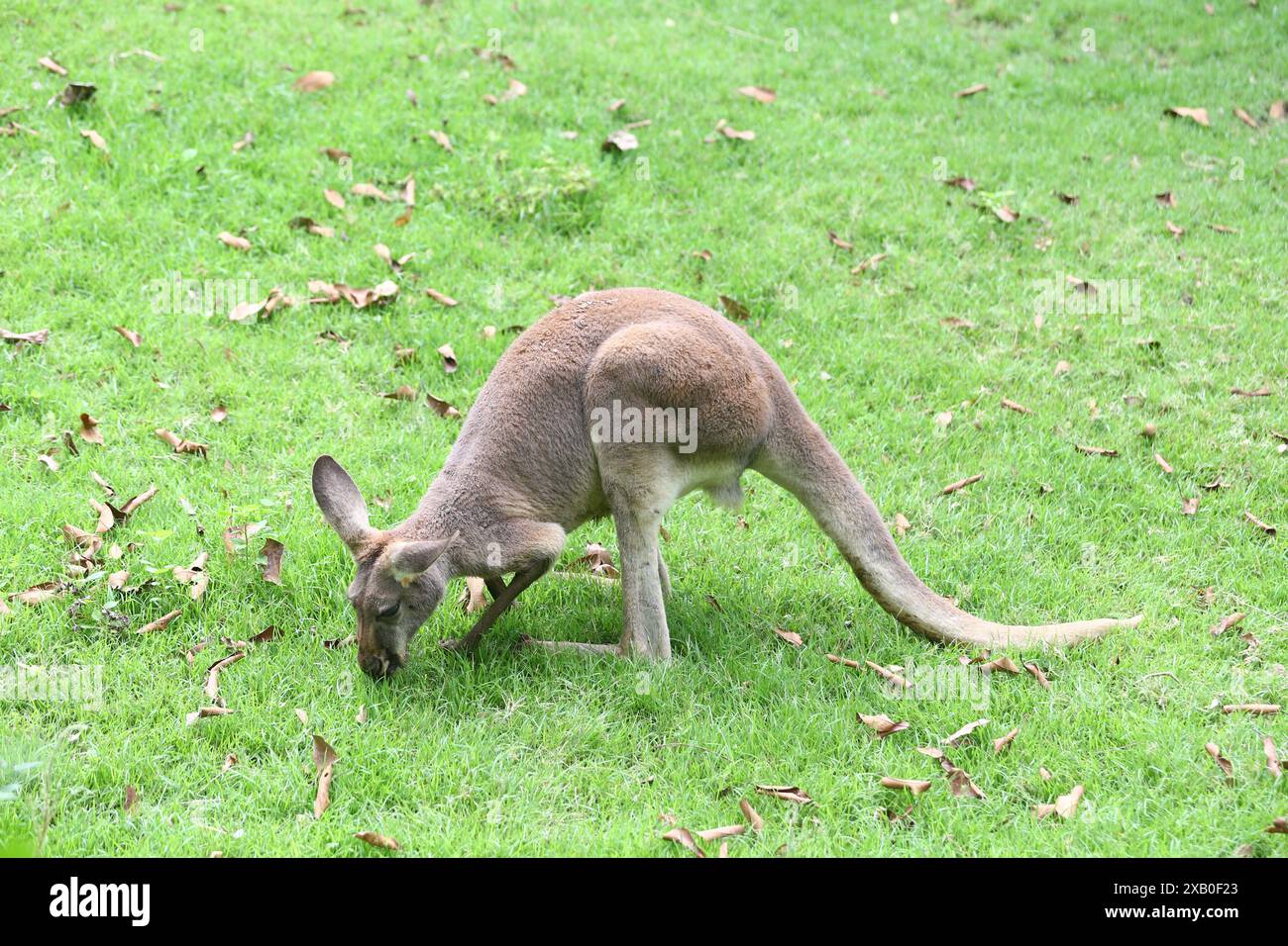 Kangaroo eating grass on the ground, The kangaroo is Australia's ...