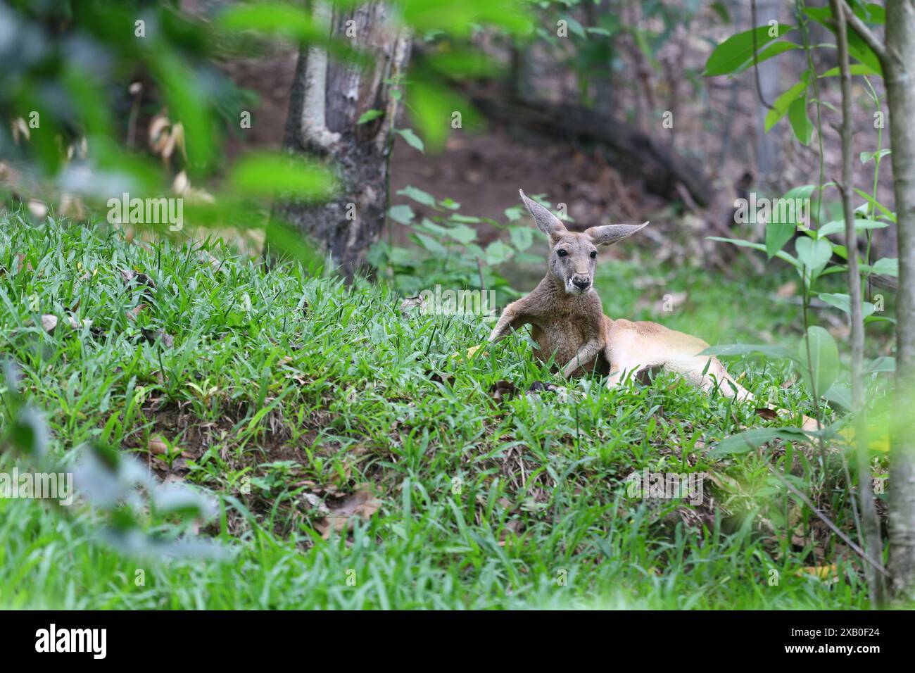 Kangaroo is lounging and curious in a temperate forest, The kangaroo is ...