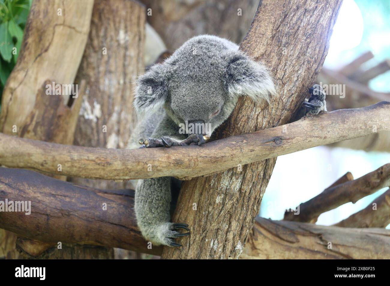 Koala bear sleeping on the tree and koalas sleep approximately 16–24 ...