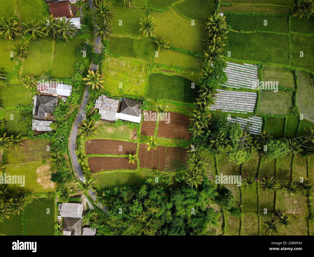 Top down aerial view of beautiful rice terraces in Tetebatu, Lombok ...