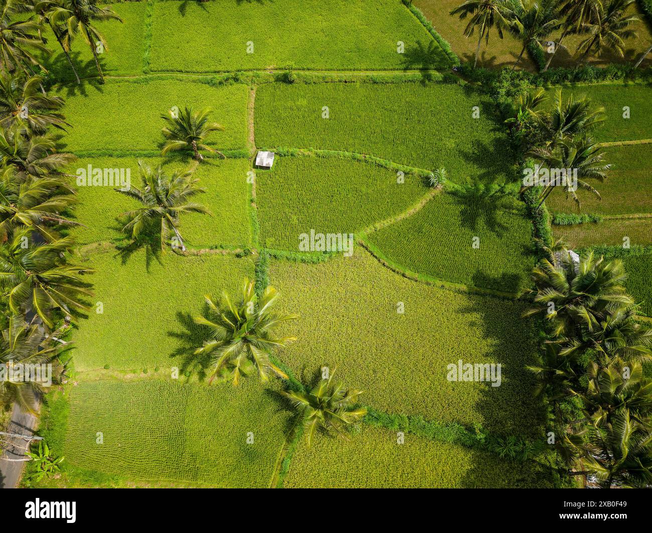 Top down aerial view of beautiful rice terraces in Tetebatu, Lombok ...