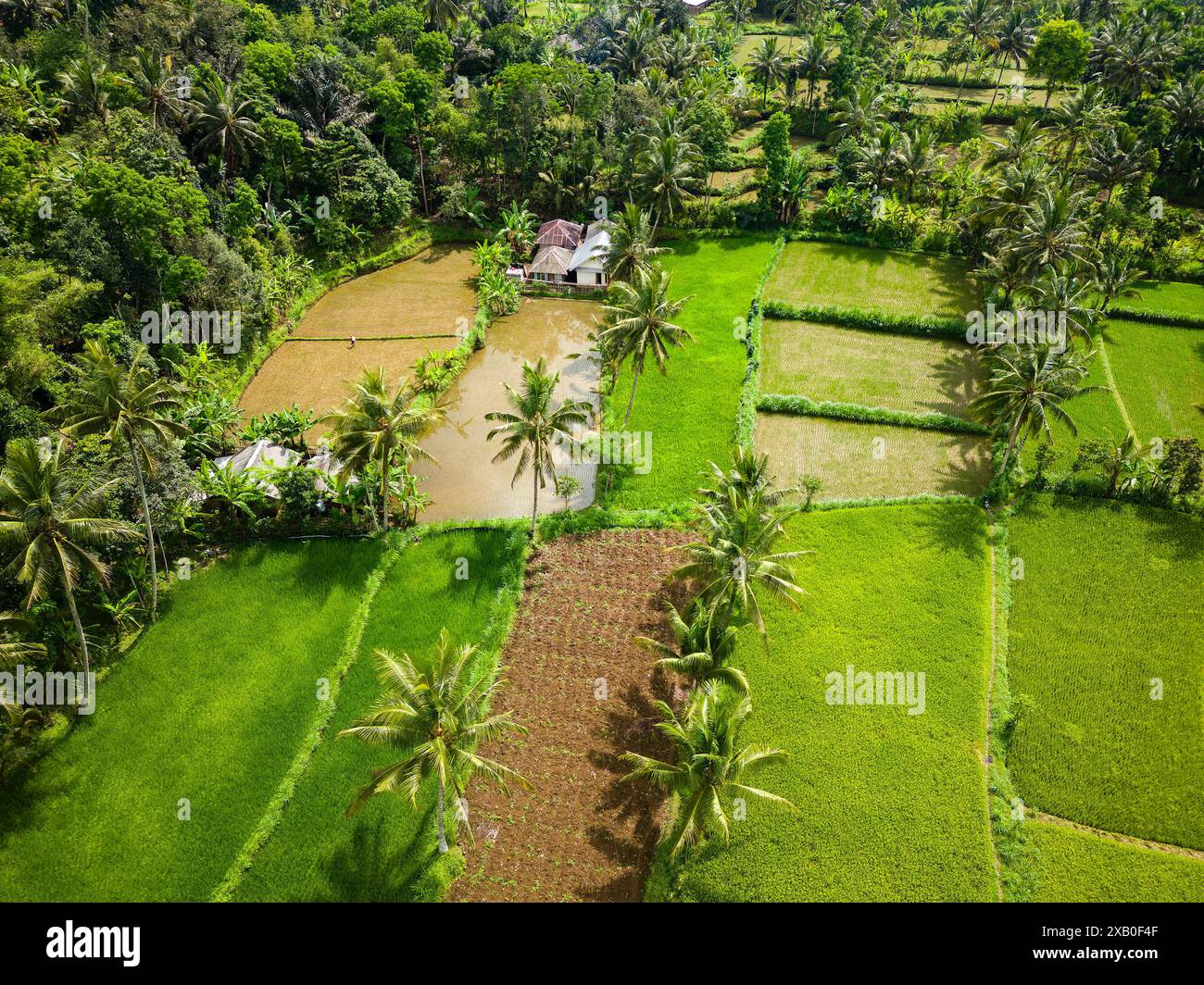 Aerial view of beautiful green rice terraces in Tetebatu, Lombok Stock ...
