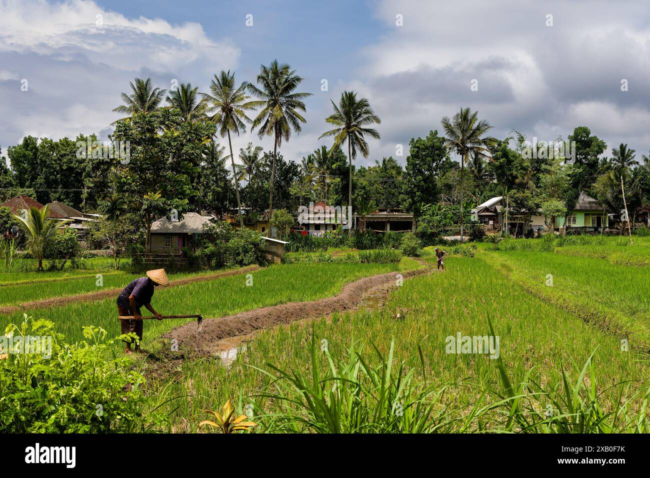 A farmer tends to his rice fields in the village of Tetebatu on the ...