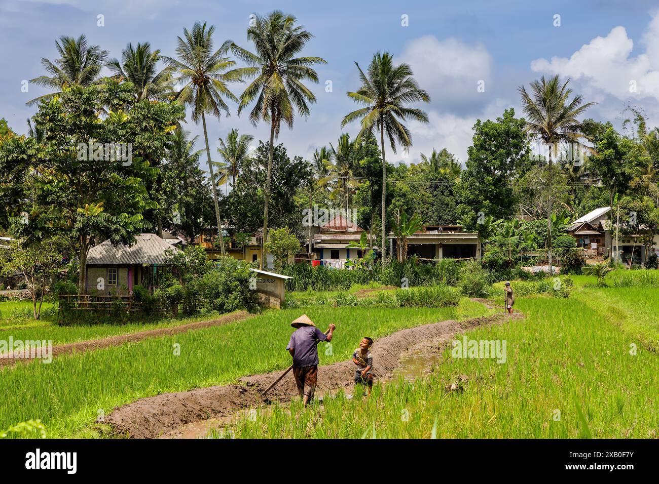 A farmer tends to his rice fields in the village of Tetebatu on the ...