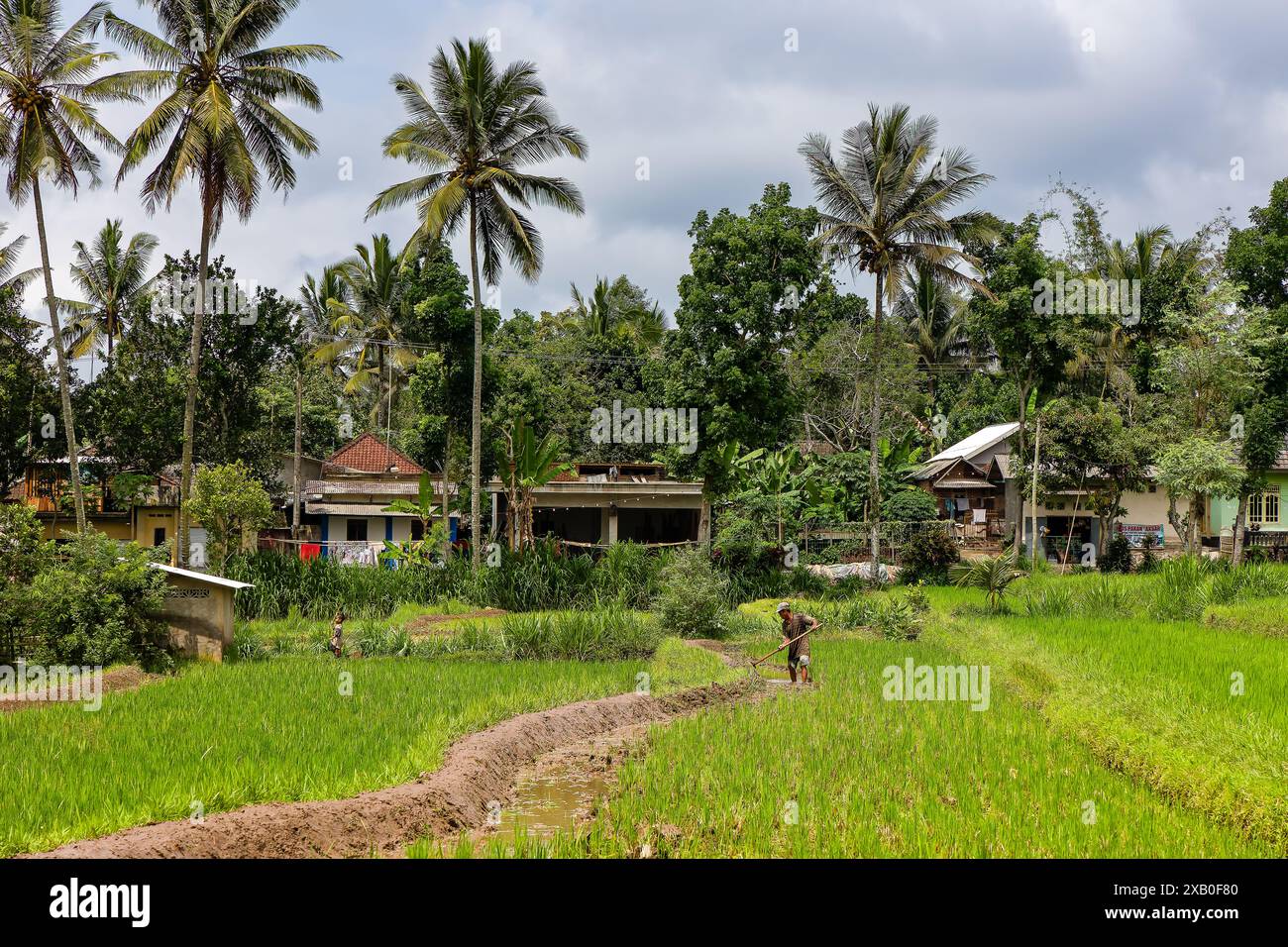 A farmer tends to his rice fields in the village of Tetebatu on the ...