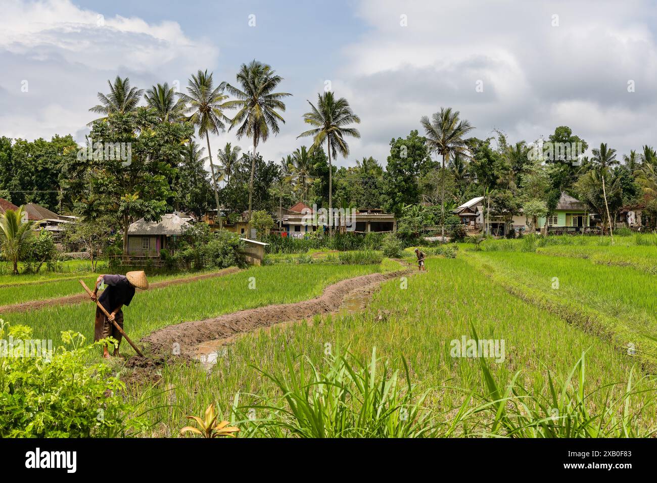 A farmer tends to his rice fields in the village of Tetebatu on the ...