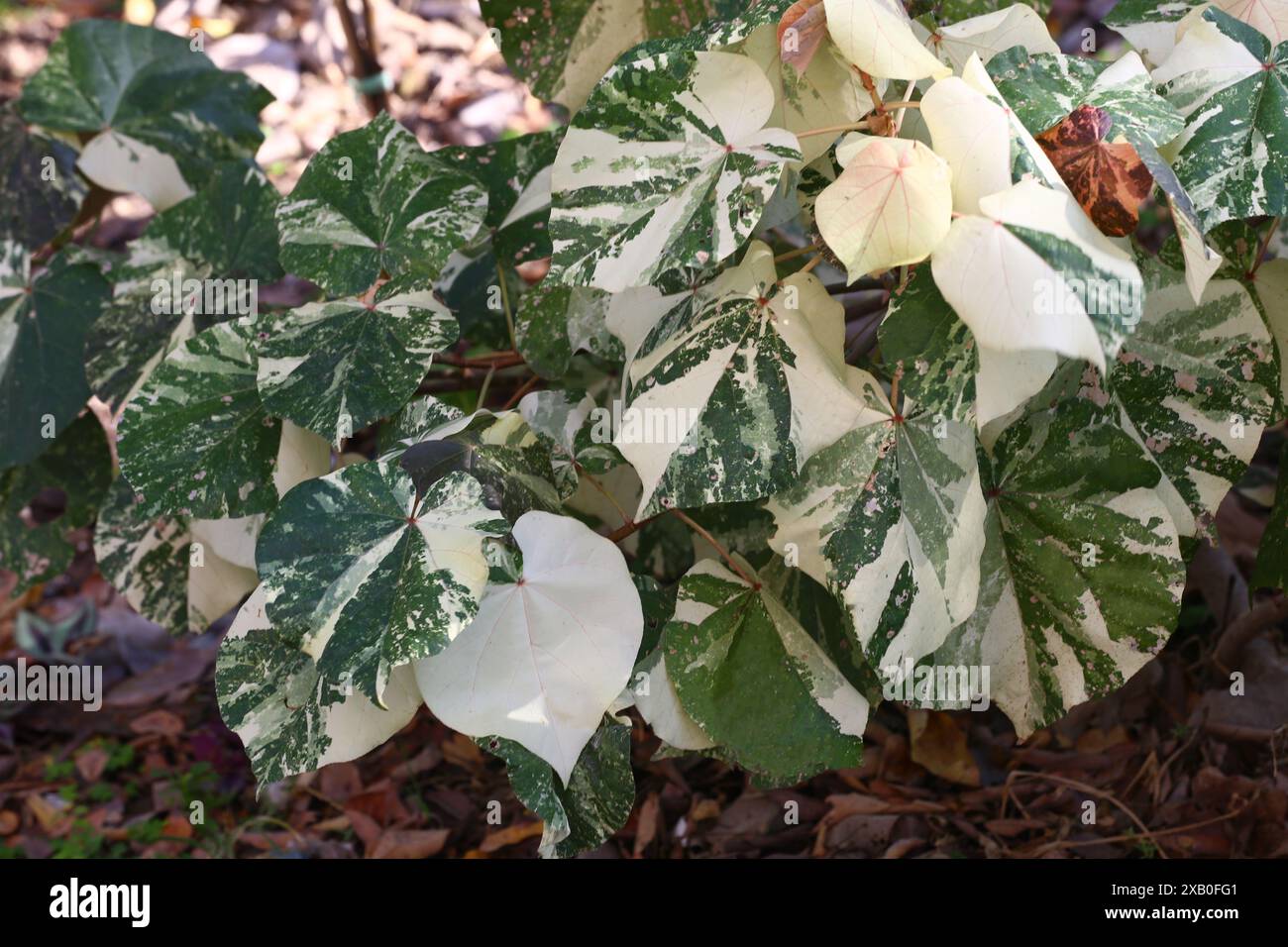 Leaves of Spotted Bodhi tree in the garden, Decorative trees with ...