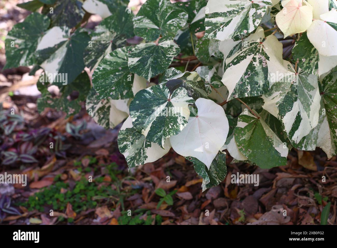 Leaves of Spotted Bodhi tree in the garden, Decorative trees with ...