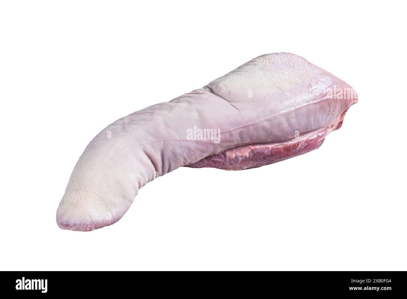 Raw beef tongue on butcher table. Isolated on white background Stock ...