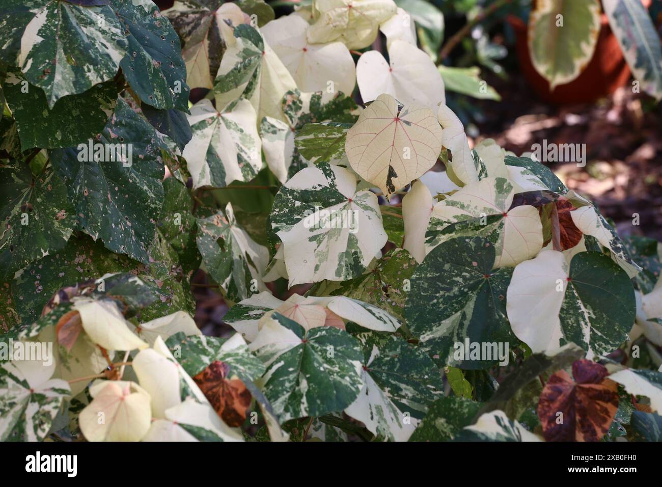 Leaves of Spotted Bodhi tree in the garden, Decorative trees with ...