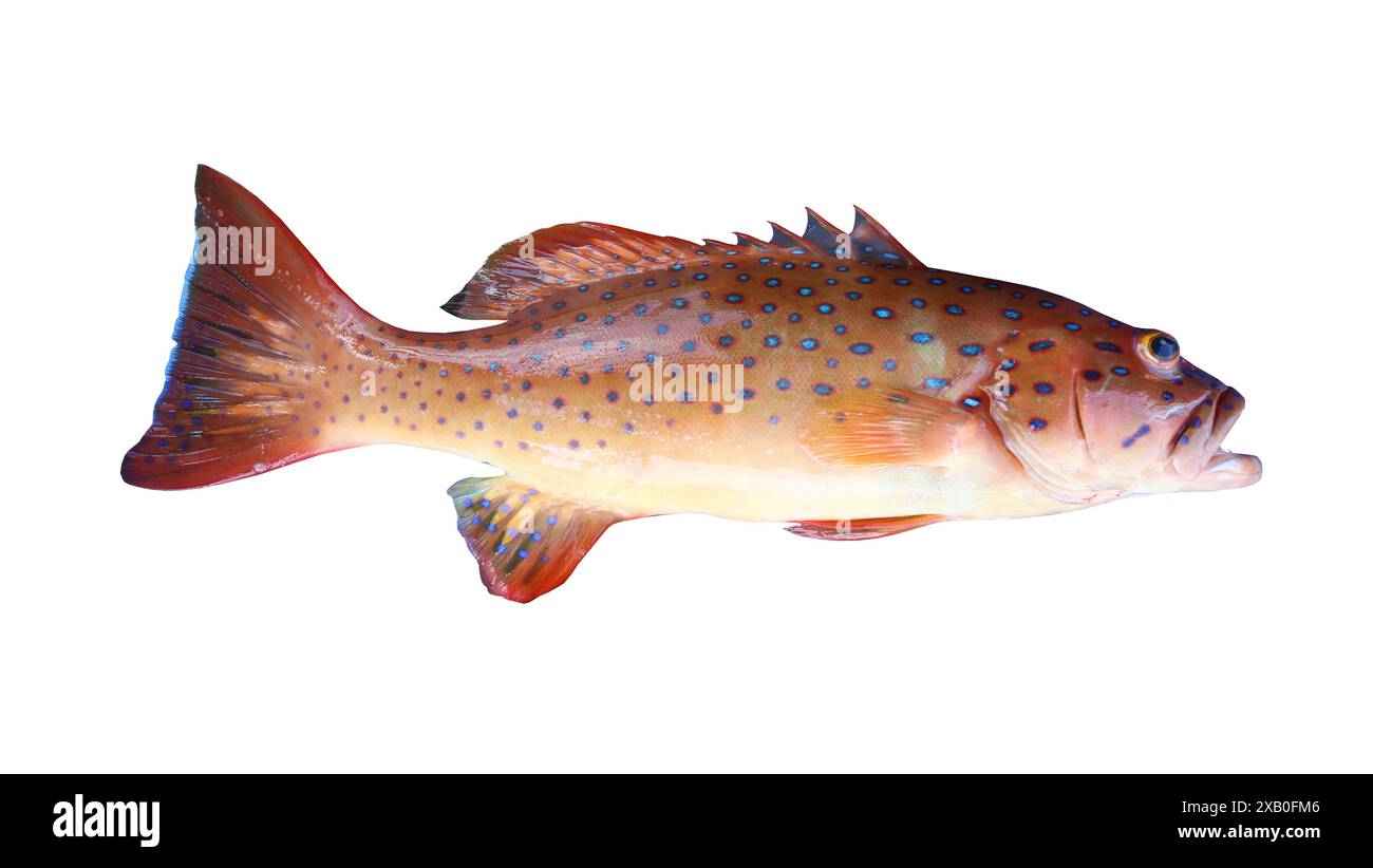 Fresh Blue leopard grouper fish isolated on white background and have ...