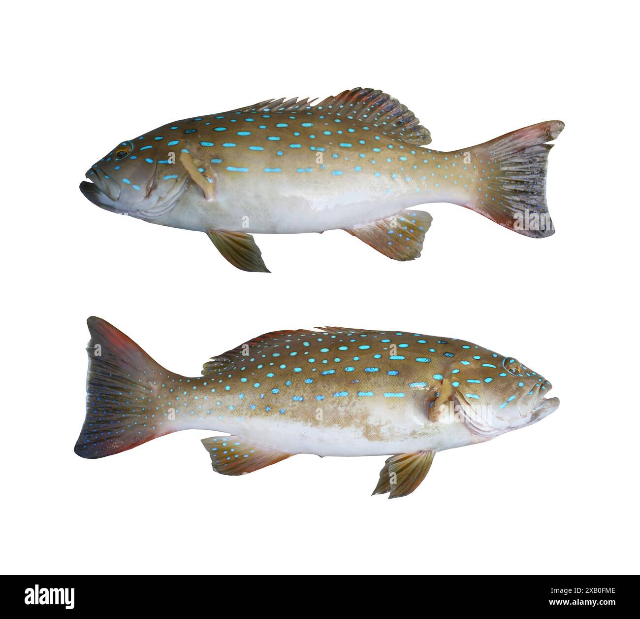 Fresh Blue leopard grouper fish isolated on white background and have ...