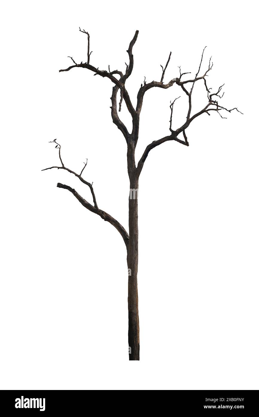 Dead tree with branches isolated on white background and have clipping ...