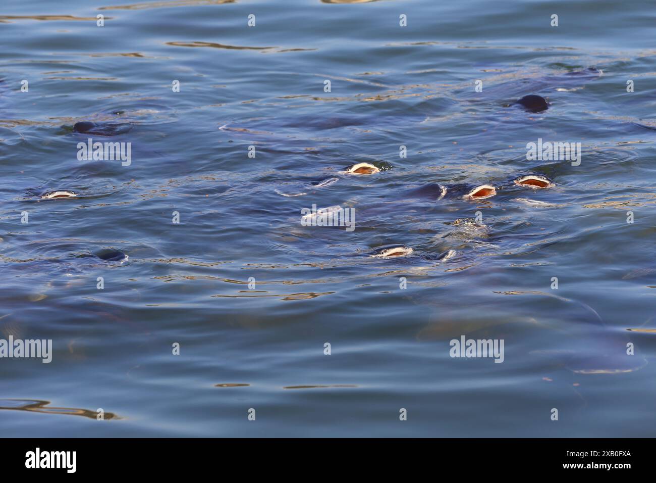 Swai fish are coming up to breathe and eat the food pellets thrown down ...