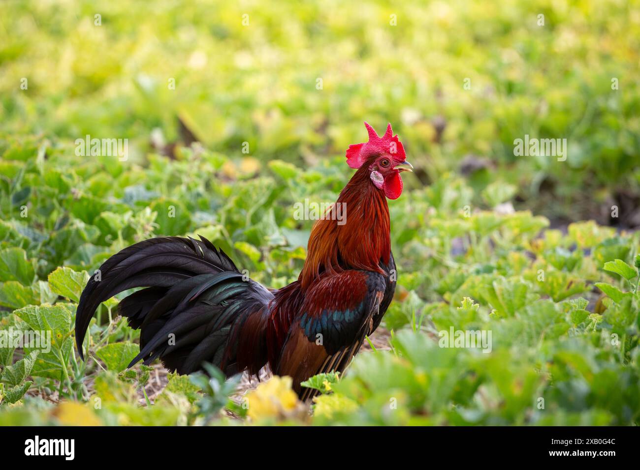 Brightly colored male jungle fowl in an orchard on the edge of a ...