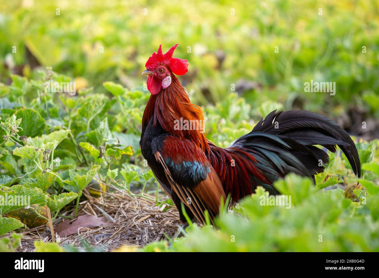 Brightly colored male jungle fowl in an orchard on the edge of a ...