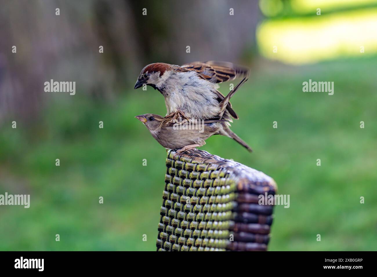 Breeding mating birds wildlife hi-res stock photography and images - Alamy