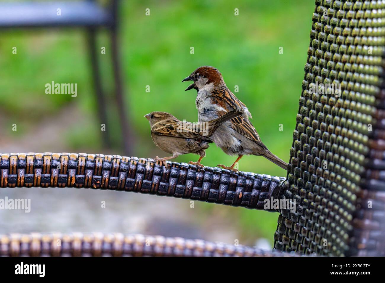 House Sparrows mating on Wicker Chair Stock Photo - Alamy