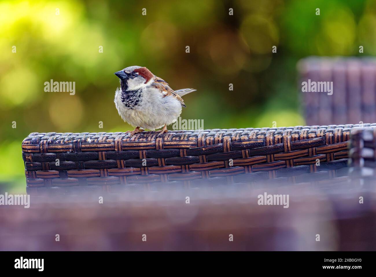 Sparrow and chair hi-res stock photography and images - Alamy