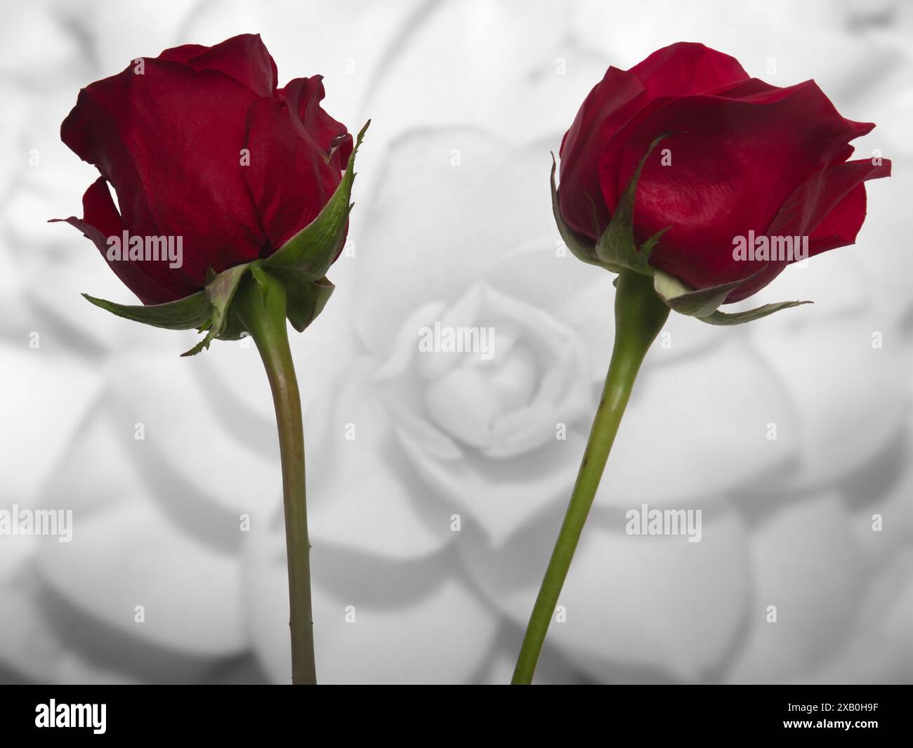 Two red roses with stem full of beauty and meaning against a white ...