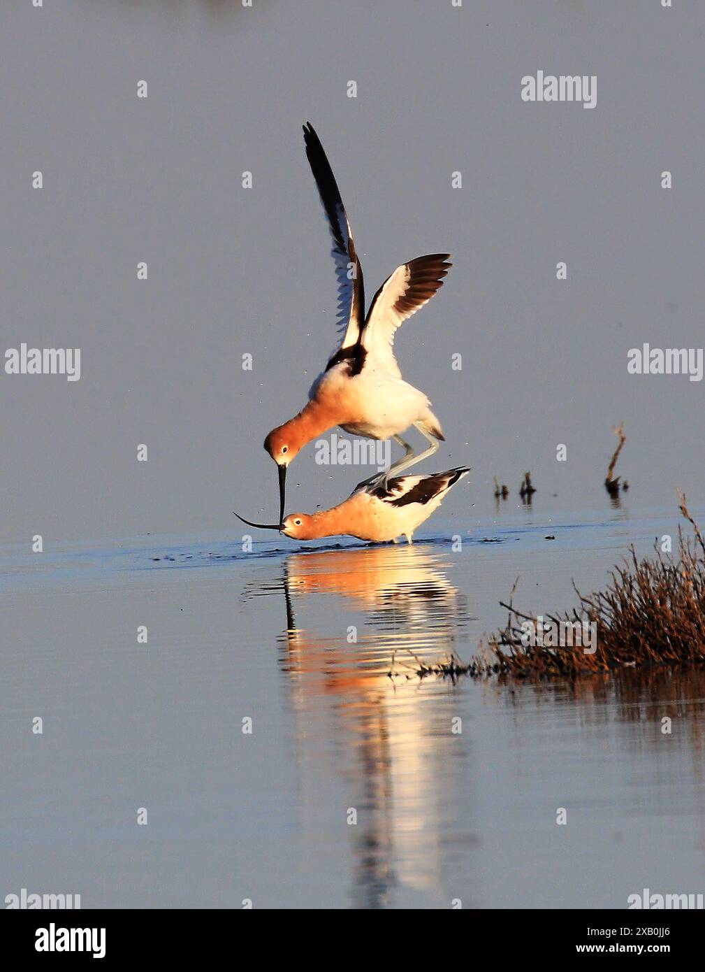 Avocet wildlife hi-res stock photography and images - Alamy