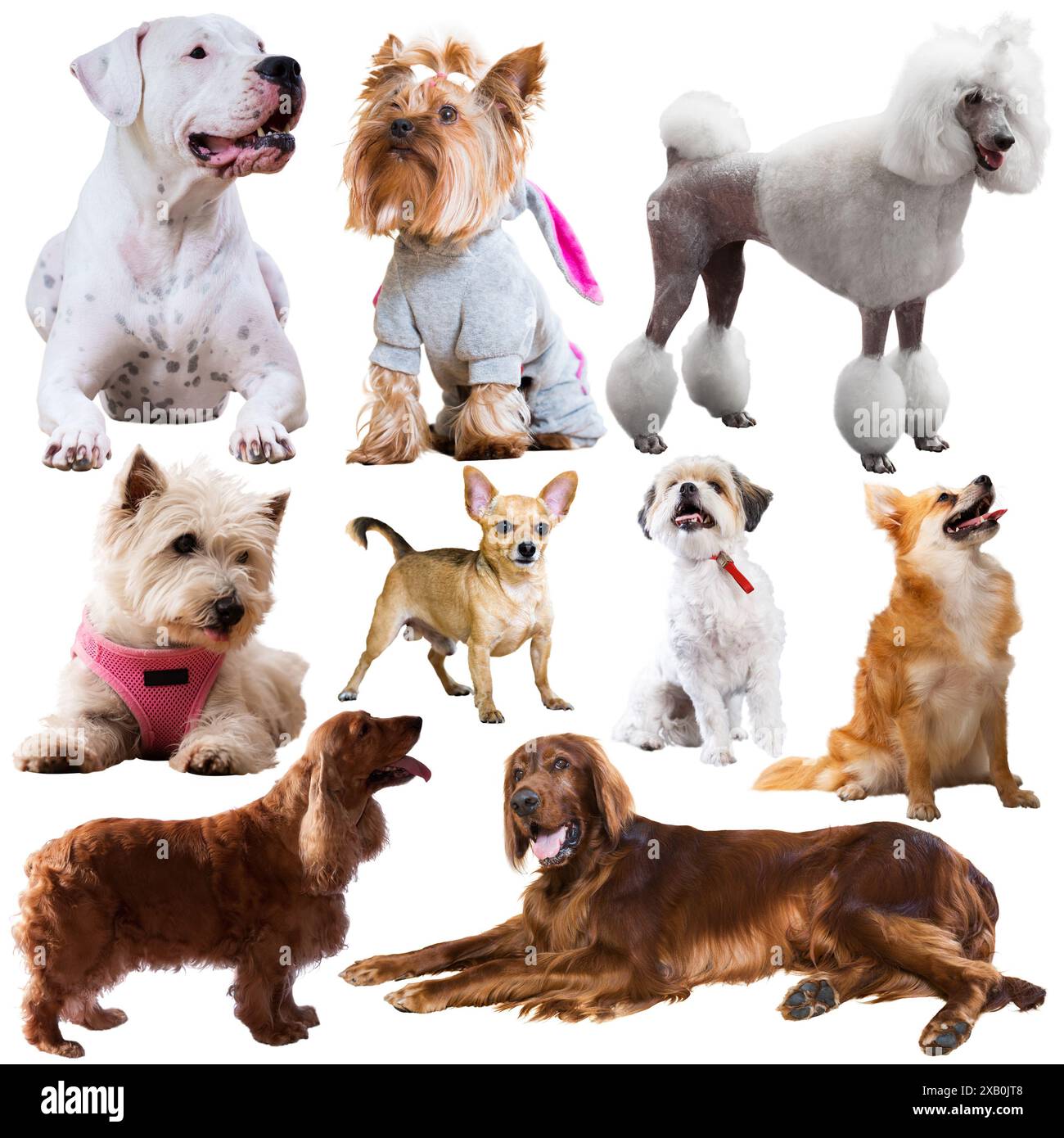 Image of dogs of different breeds Stock Photo - Alamy