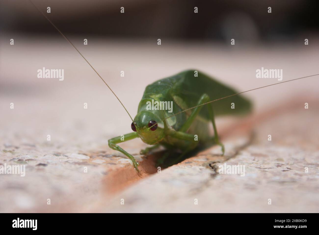Bug with long antennae hi-res stock photography and images - Alamy