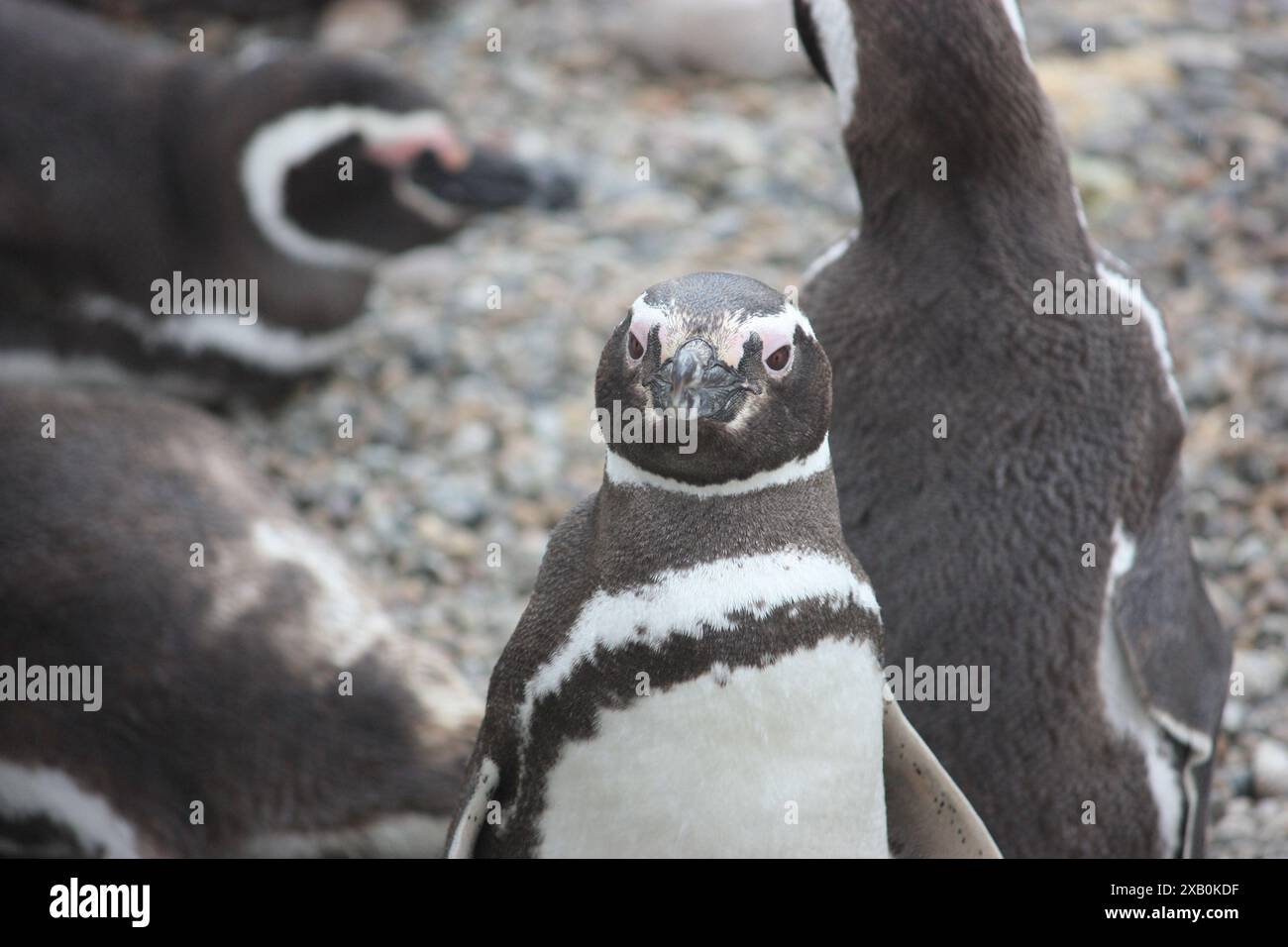 Penguin camouflage hi-res stock photography and images - Alamy