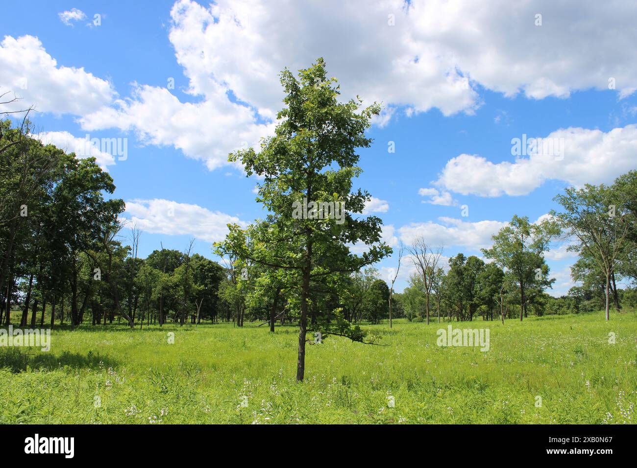One red oak tree in a field at Somme Prairie Nature Preserve in ...