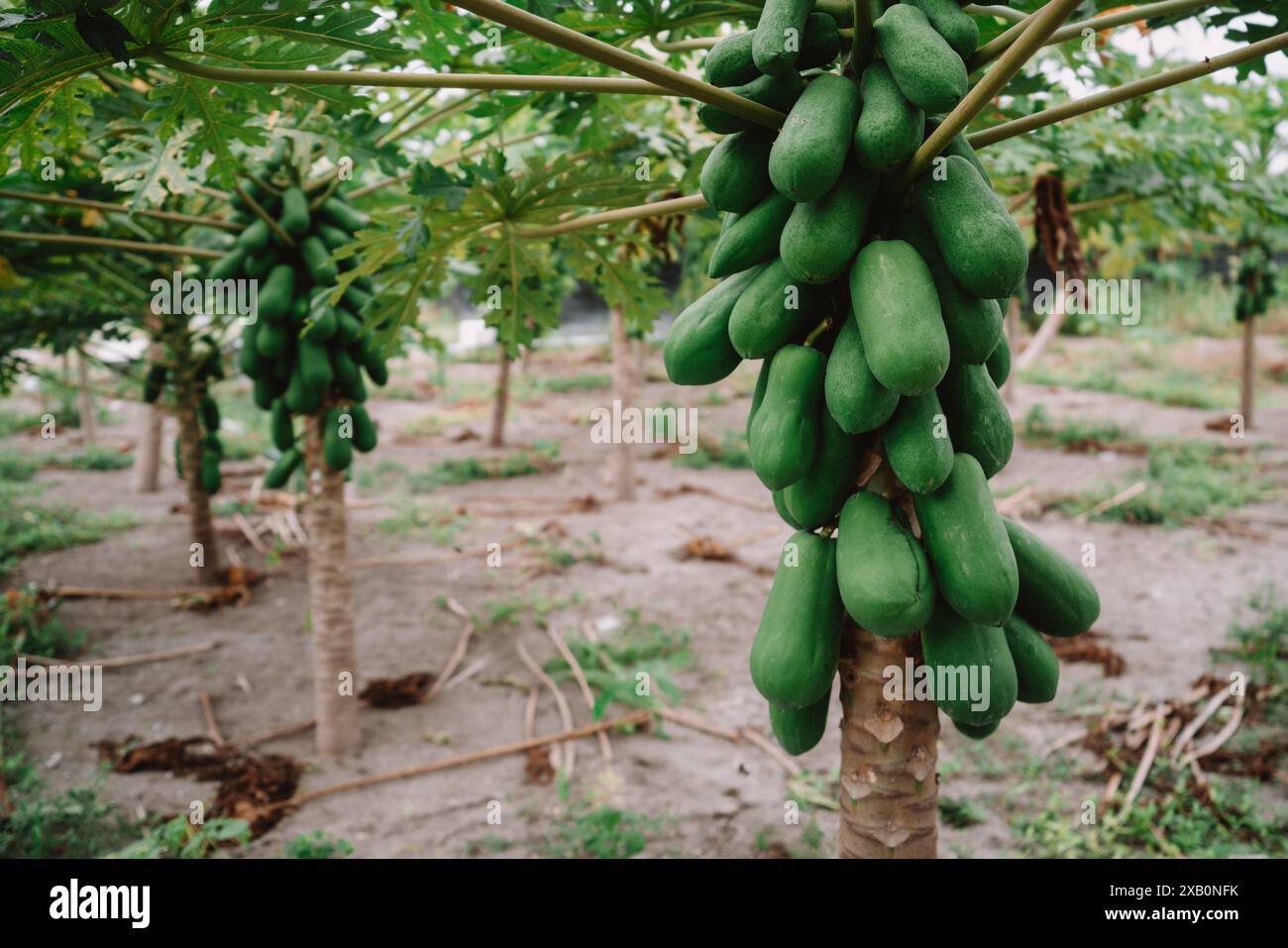 Papaya trees with clusters of unripe green fruits growing in a tropical ...