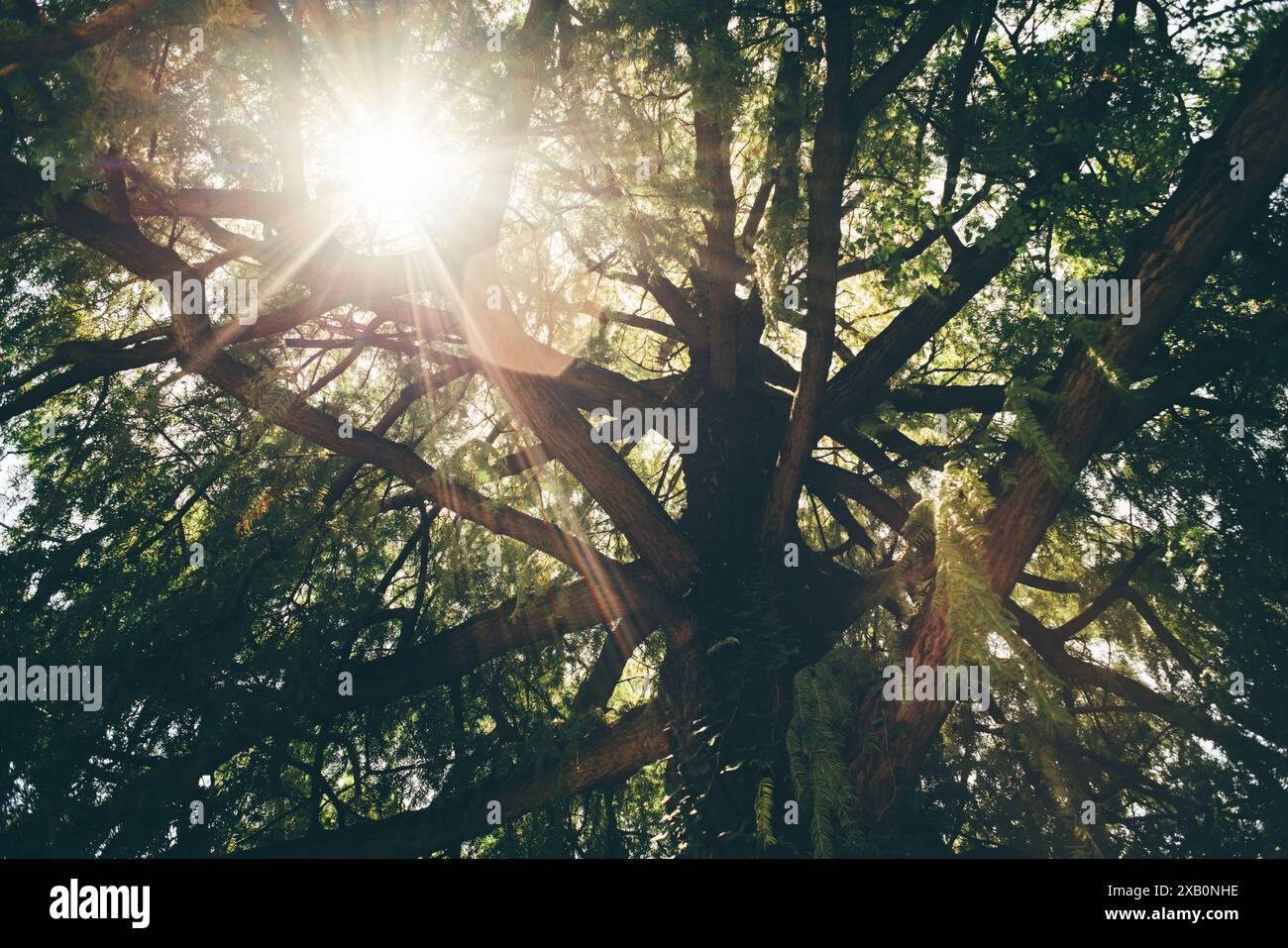 Backlight sun creating silhouette hi-res stock photography and images ...