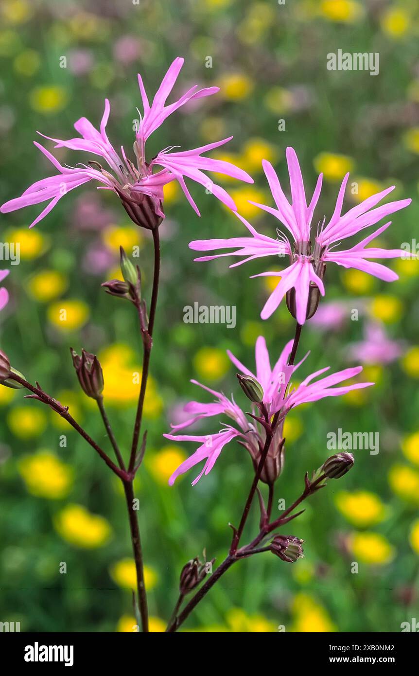 Ragged-robin (Silene flos-cuculi = Lychnis flos-cuculi), Caryophyllales ...