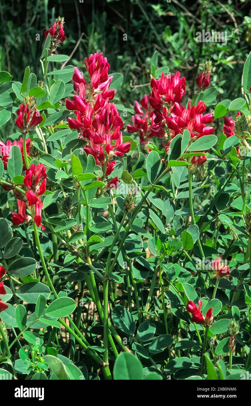 Italian sainfoin (Sulla coronaria = Hedysarum coronarium), Fabaceae ...