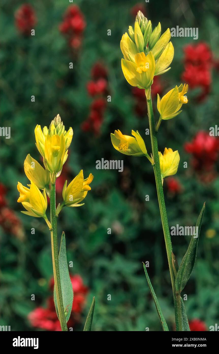 Polygala flavescens, Polygalaceae. Perennial herb, wild plant, Italian ...