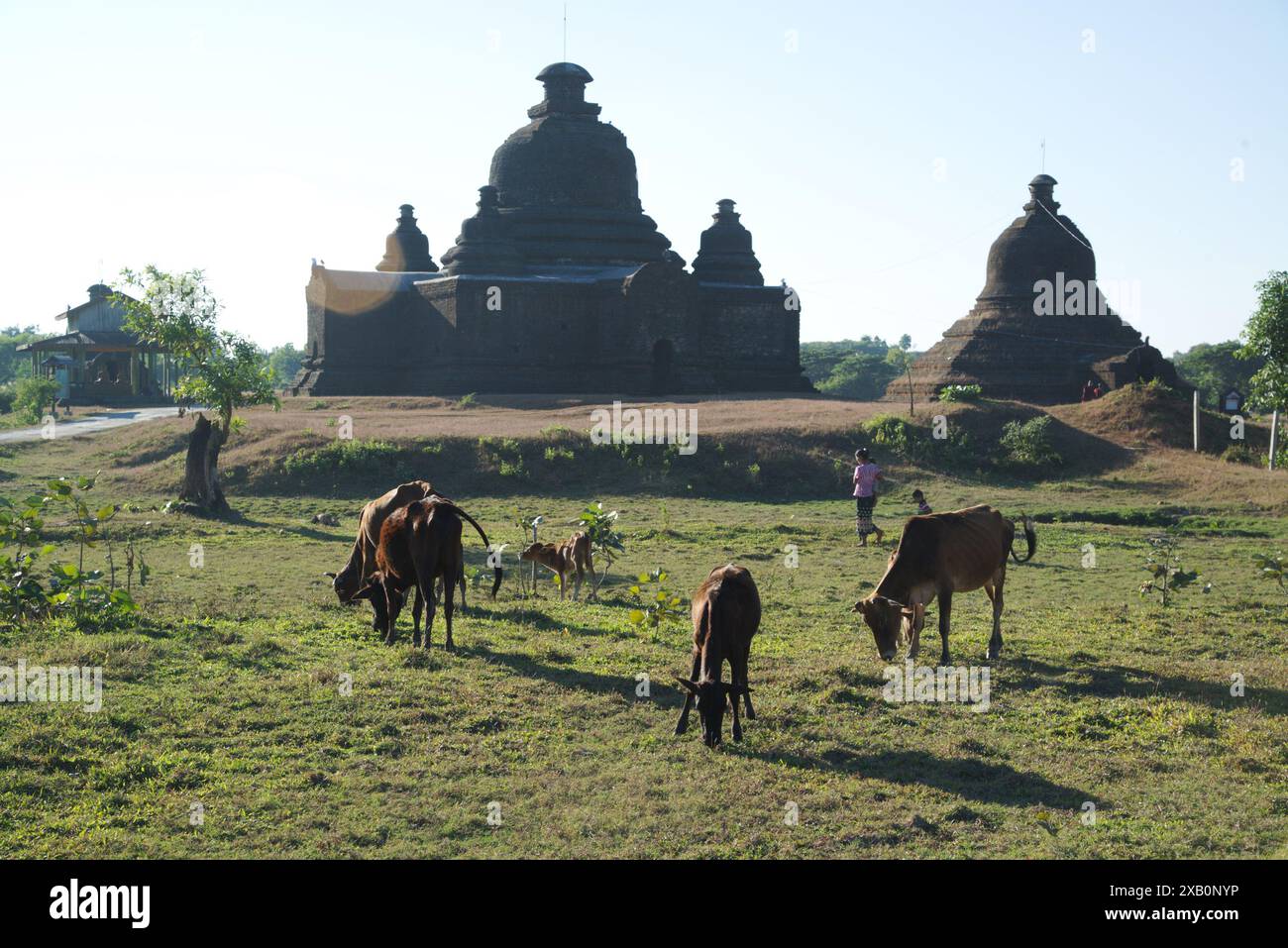 Villagers raise cows in front of the Htukkant Thein temple is built ...