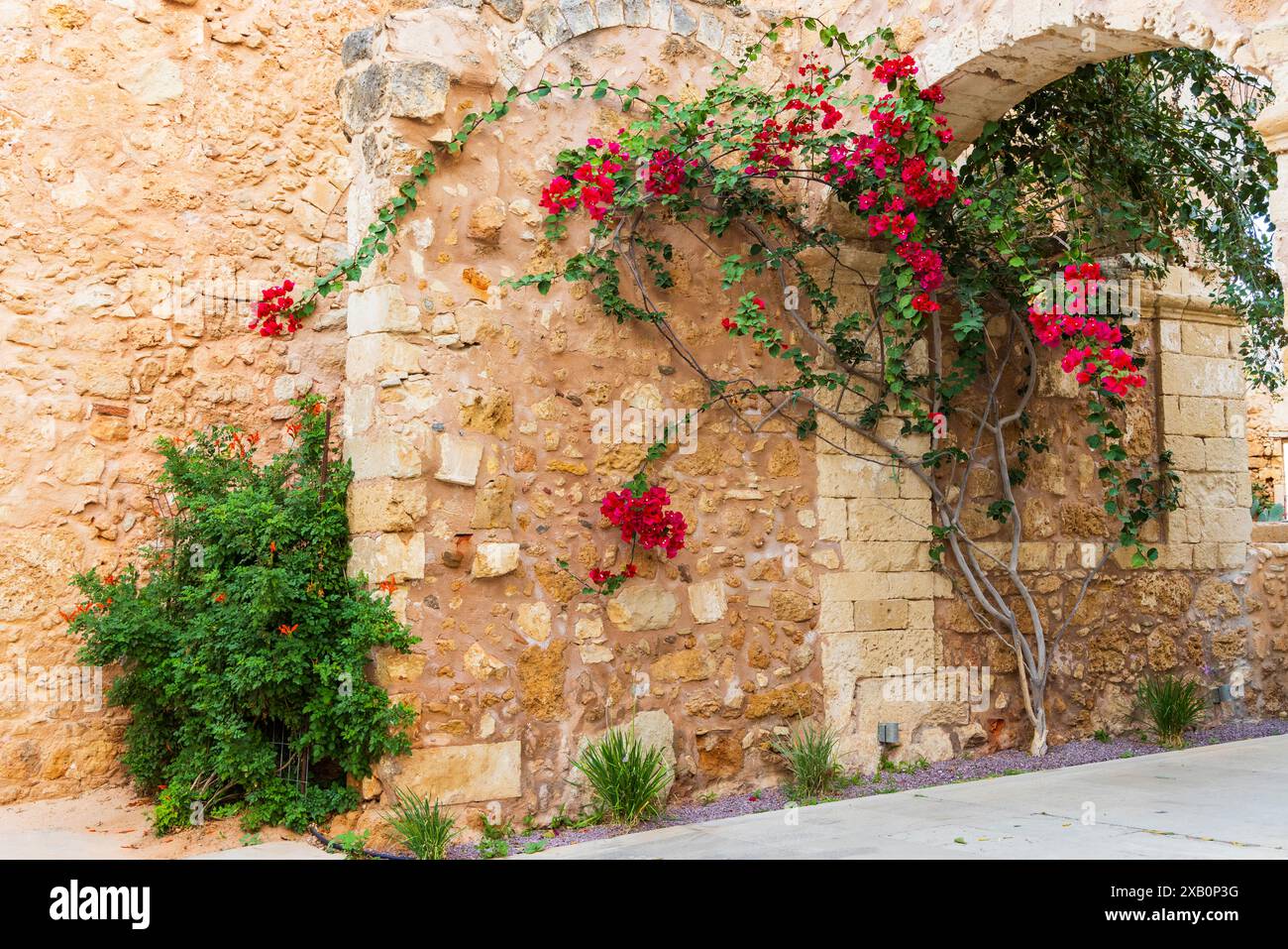 Europe, Greece, Crete, Chania, old town. Red bougainvillea flowers and ...