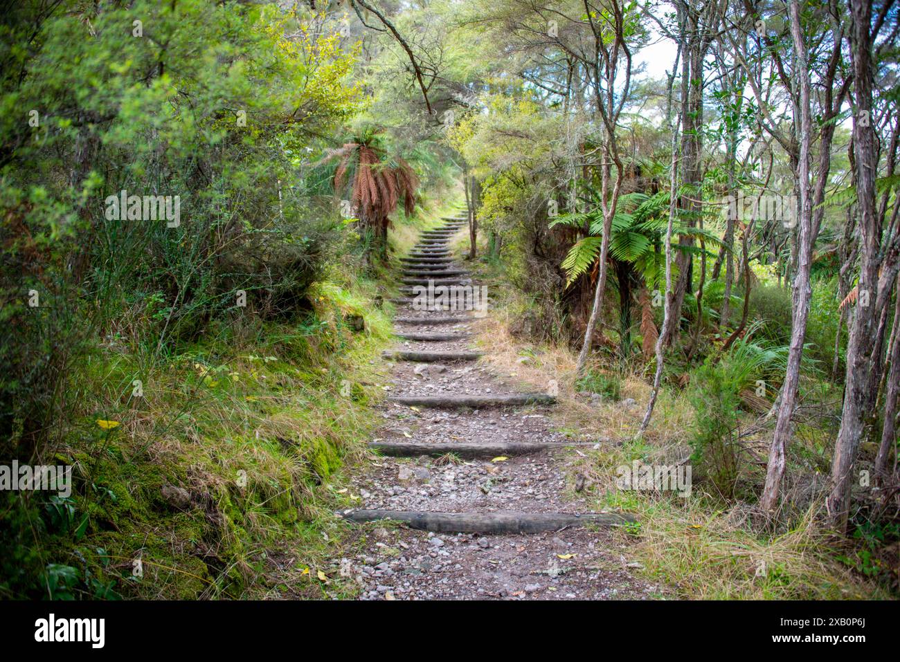 Mt Haszard Hike Trail - New Zealand Stock Photo - Alamy