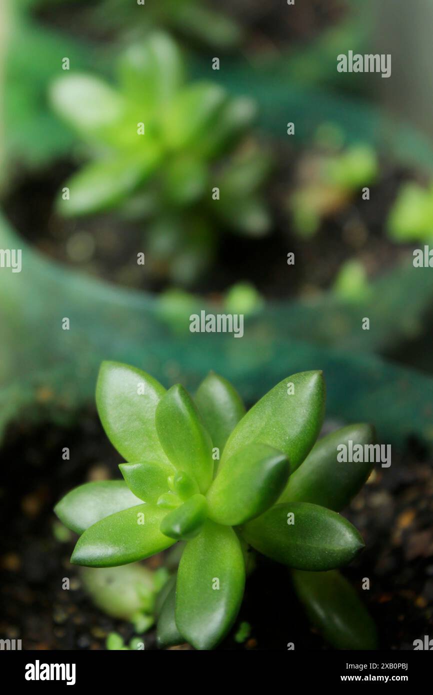 Succulent plant ×Sedeveria Jet Beads, known as Jet Beads Stonecrop ...