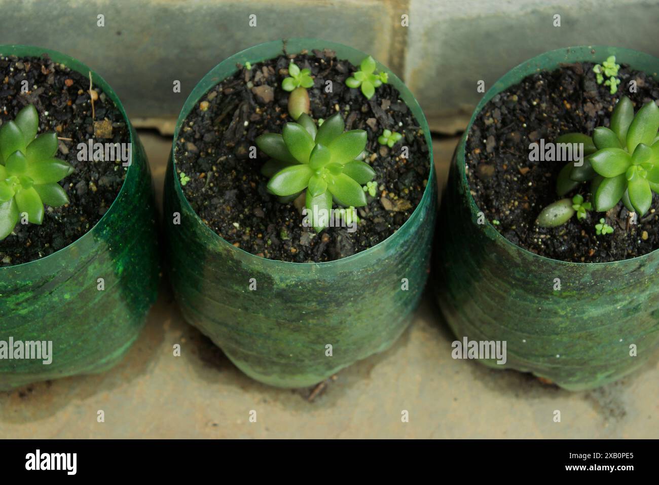 Succulent plant ×Sedeveria Jet Beads, known as Jet Beads Stonecrop ...