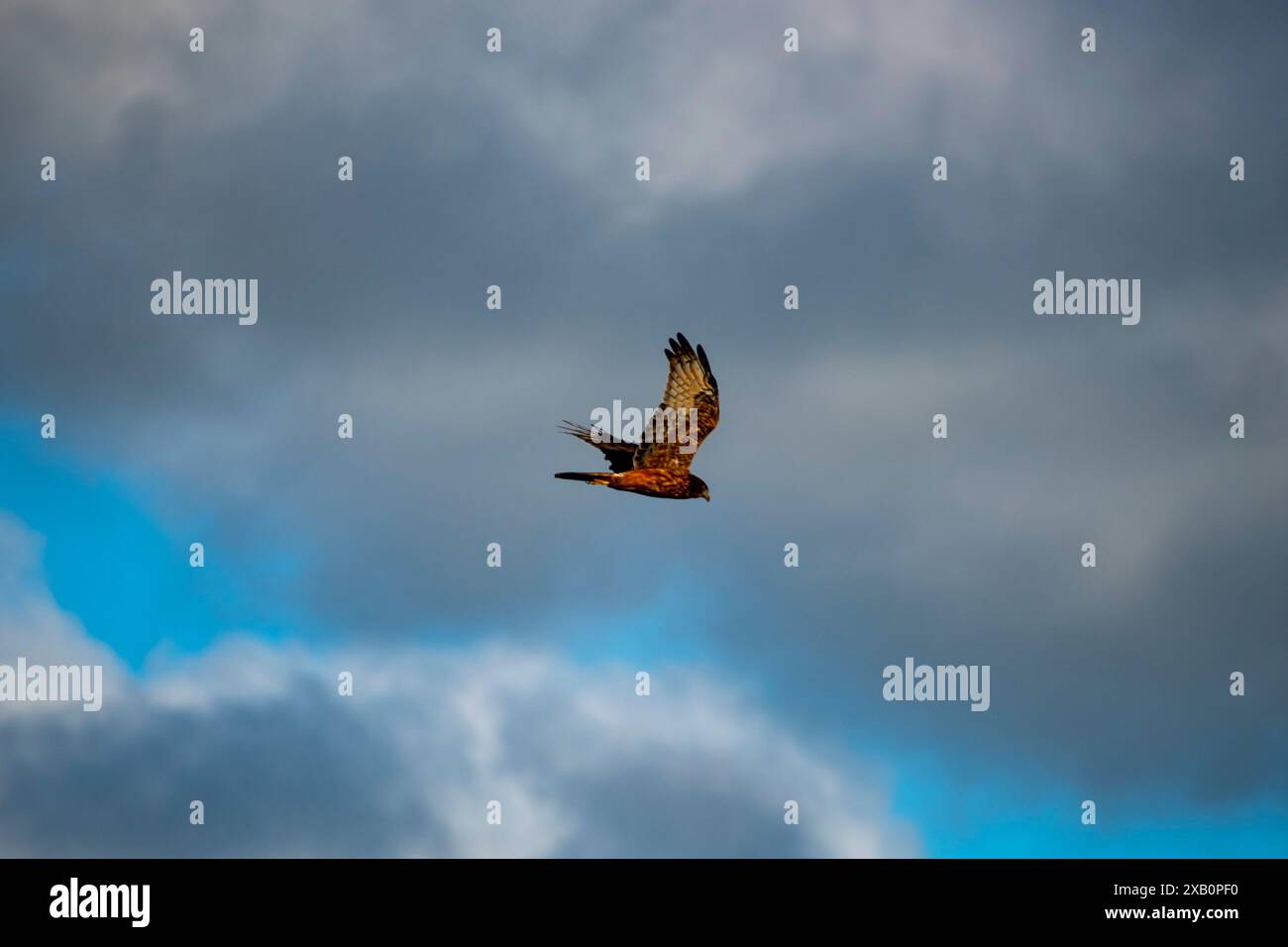 Harrier hawk new zealand hi-res stock photography and images - Alamy