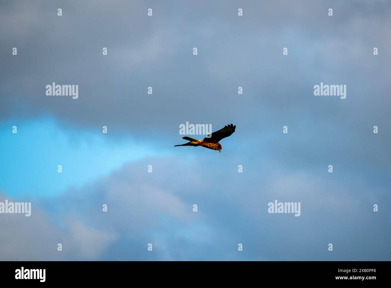 Swamp Harrier - New Zealand Stock Photo - Alamy
