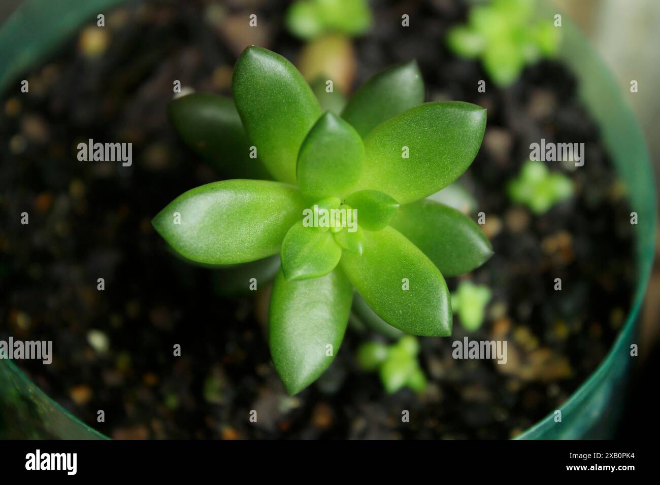 Succulent plant ×Sedeveria Jet Beads, known as Jet Beads Stonecrop ...