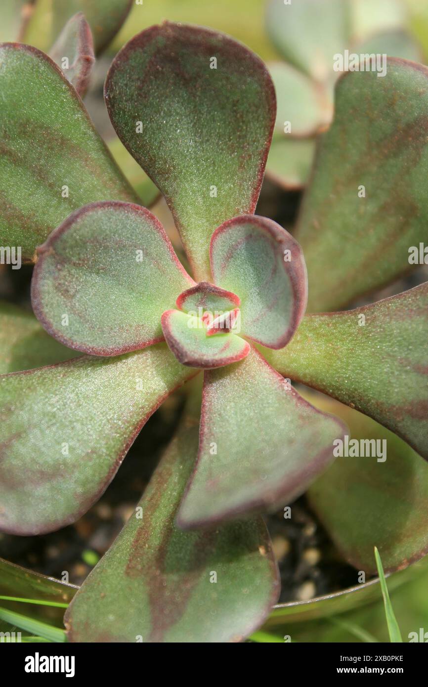 Succulent plant Echeveria nodulosa, known as painted echeveria, or ...