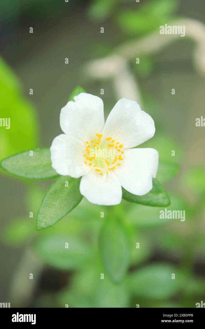 White flower of the succulent plant Portulaca Umbraticola Kunth, known ...
