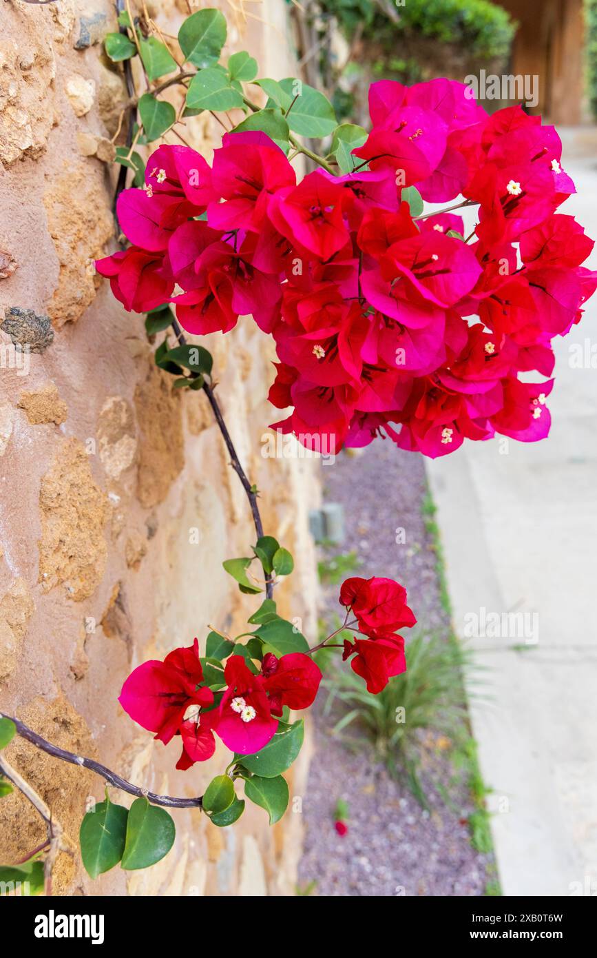 Chania crete greece bougainvillea hi-res stock photography and images ...
