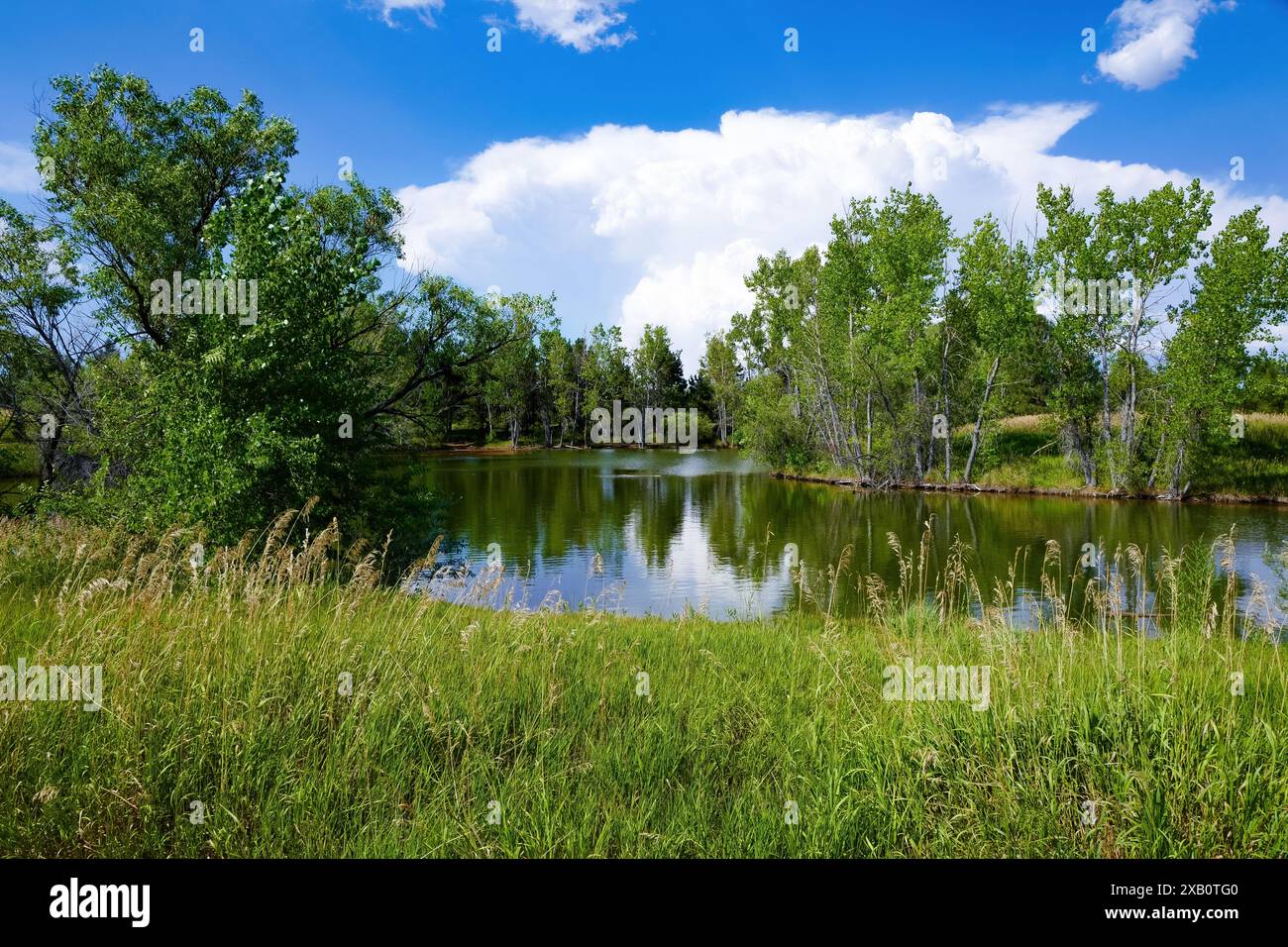 A pond encircled with native grasses, green trees and a beautiful sky ...